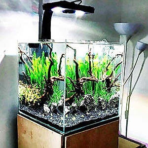 Planterest – Micro Sword Clump Easy Carpet Live Aquarium Plant Decorations BUY2GET1FREE