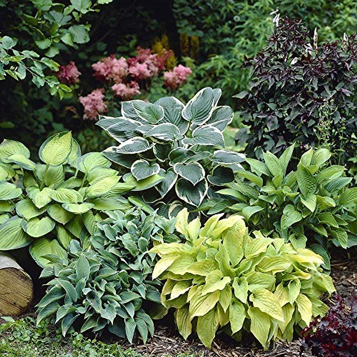 Mixed Hosta Perennials 6 Pack Bare Roots - Hardy Shade Plants