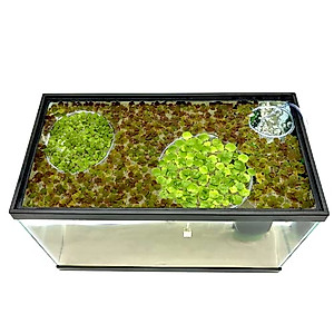 Magnetic Invisible Feeding Ring (Customizable and Auto-Leveling) Food Portal for Floating Plant Aquariums and Fish Tanks (Single)