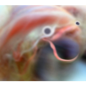 20x22 in. Tammy Winser Guppy