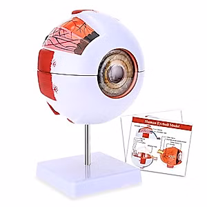 HINGONS 6X Enlarged Human Eye Anatomical Model, Anatomically Eyeball Display Model with Removable Stand for Medical Science Education & Anatomy