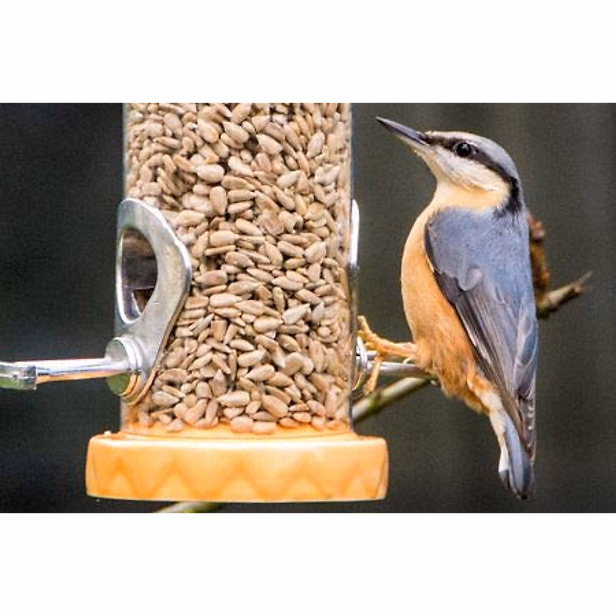 Sunflower Coarse Kernels Hearts No Waste No Mess Bird Seed (50 Pounds)