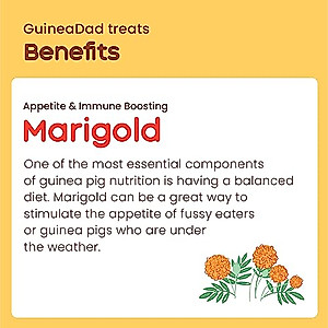 GuineaDad Organic Guinea Pig Herbal Treats - Guinea Pig Food with Convenient Packaging - Marigold Flavor - 1.2-oz - Guinea Pig Treats Help with Bonding - High in Nutrition, Immune Support - Small