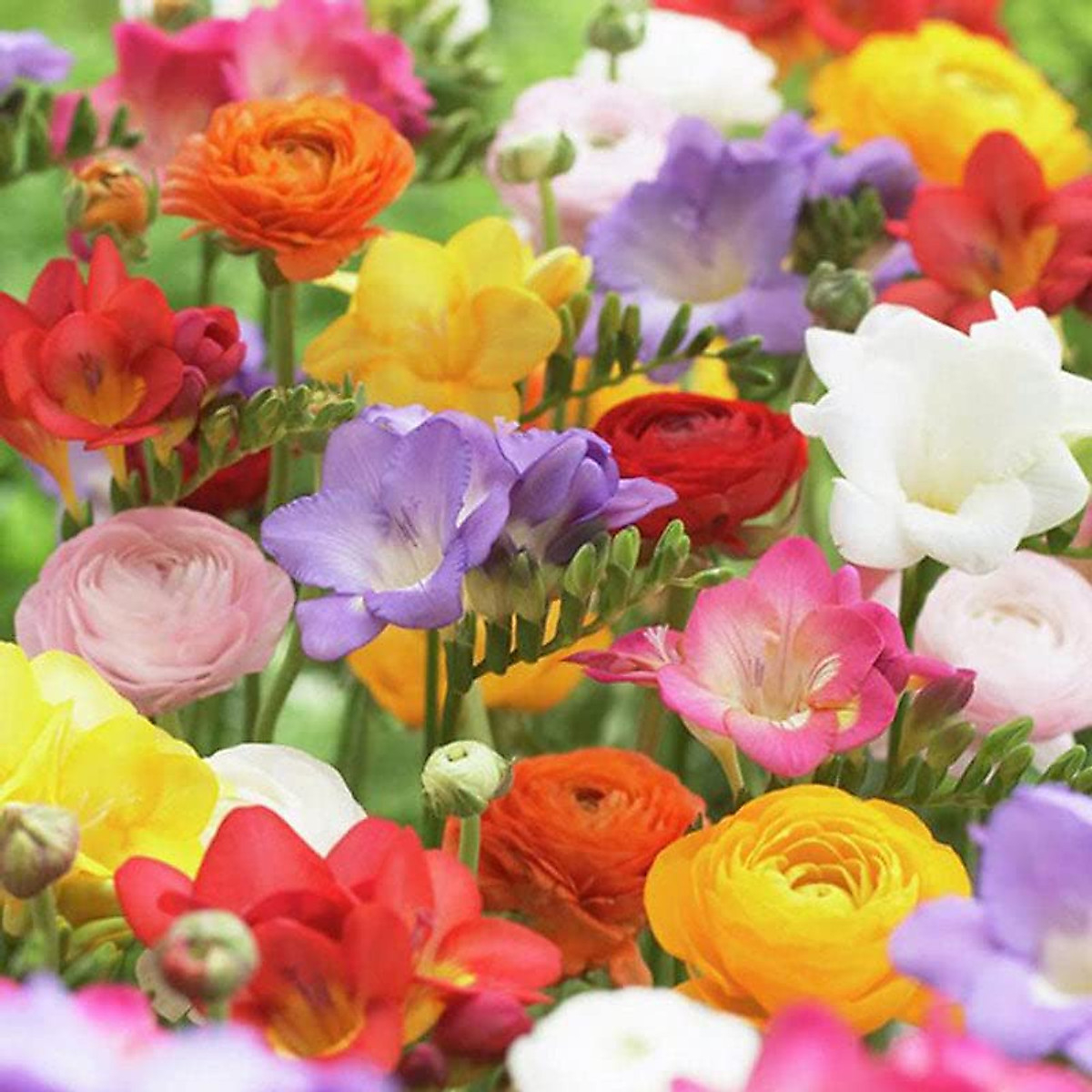 Ranunculus & Freesia Mix - 100 Bulbs - Mixed Flower Bulbs, Corm Attracts Bees, Attracts Pollinators, Easy to Grow & Maintain, Fragrant, Container Garden