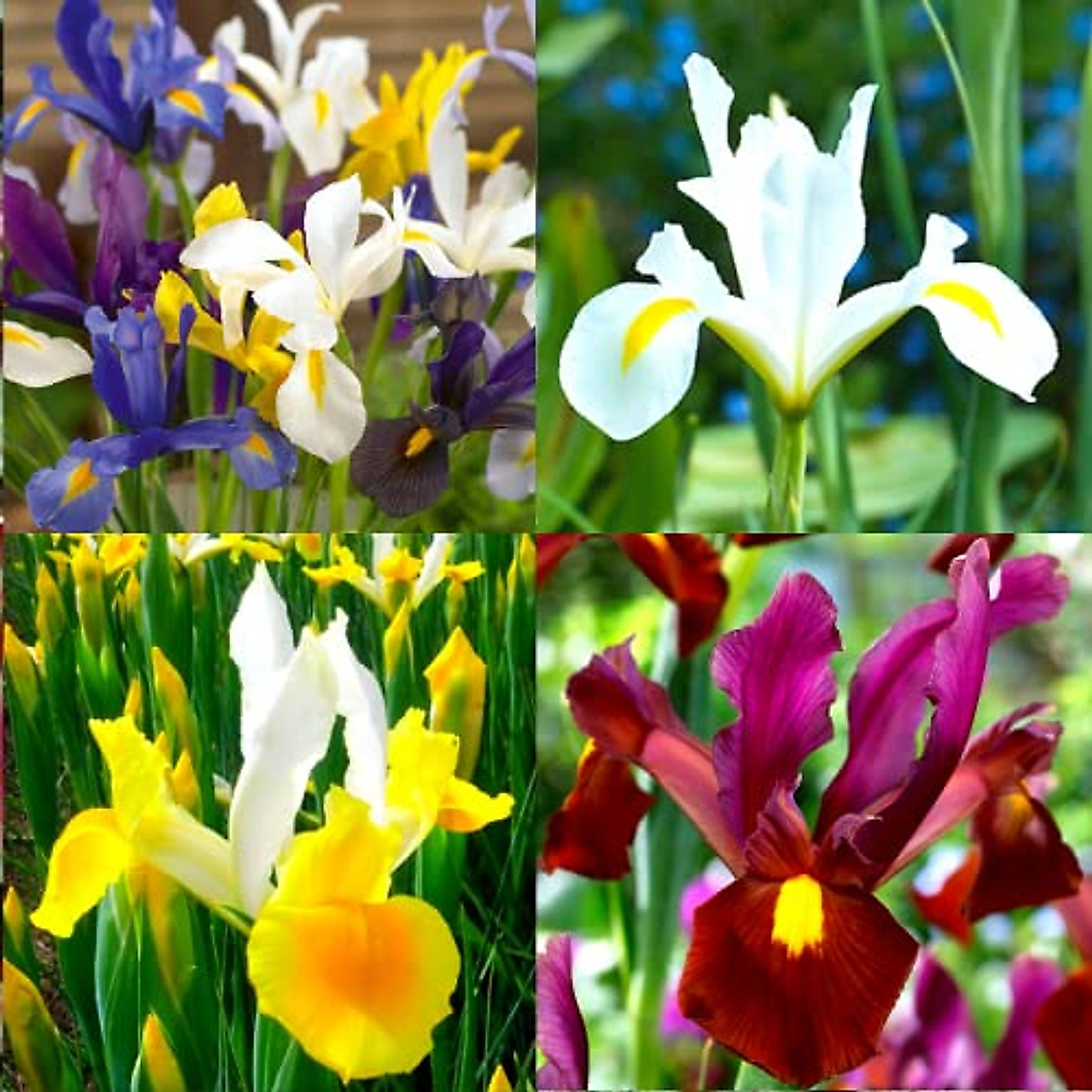 25 Iris Tuber Mix Planting Ornaments Perennial Garden Simple to Grow Pots Gifts, Large Size