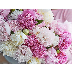 Marde Ross & Company Duchess De Nemours Double White Peony Bulbs - Bare Root 3-5 Eyes, Delightful Fragrance | Peony Plants for Planting Outdoors