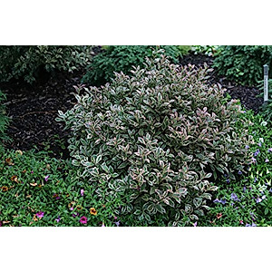 4.5 in. Quart My Monet Purple Effect (Weigela) Live Plant, Purple Flowers