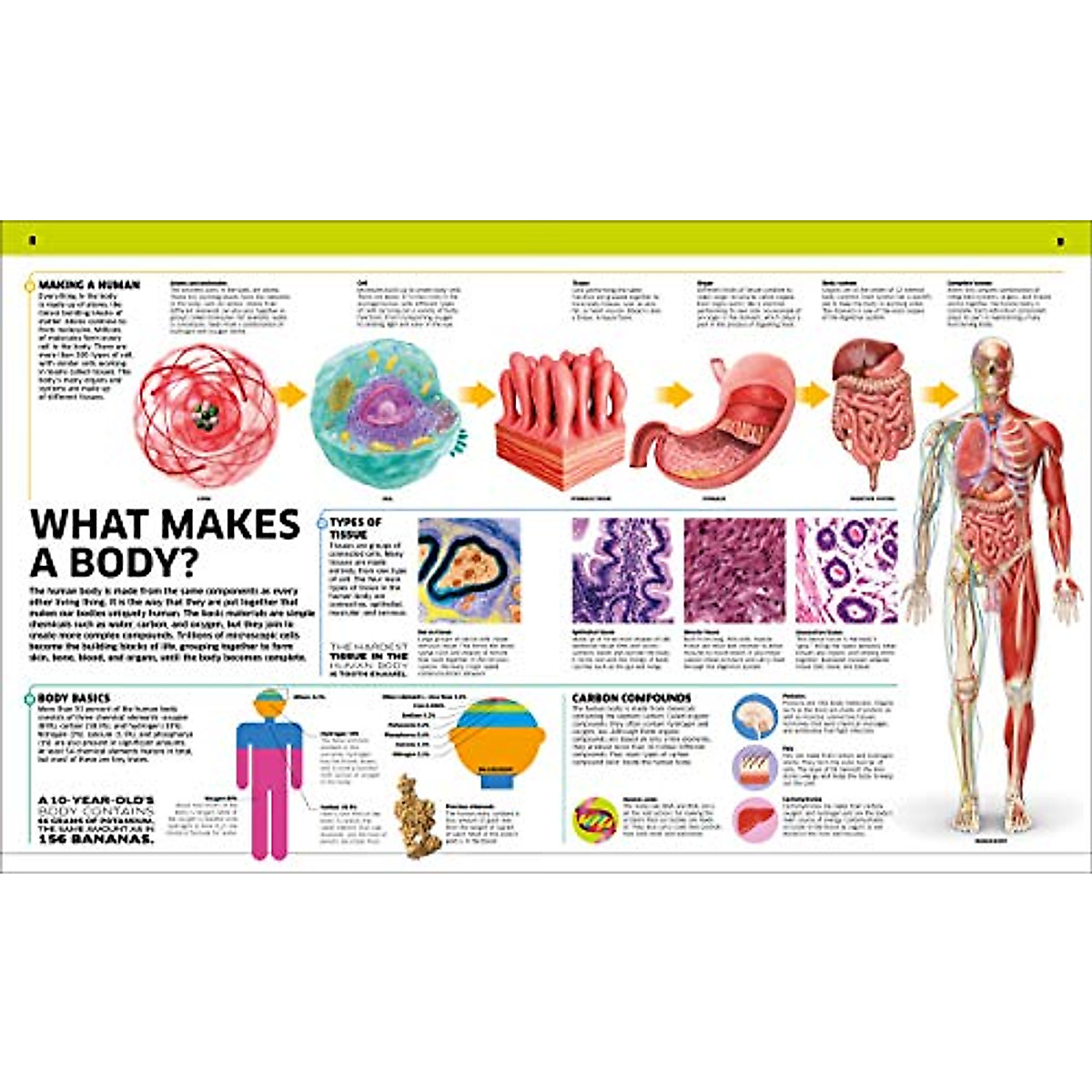 Knowledge Encyclopedia Human Body! (DK Knowledge Encyclopedias)