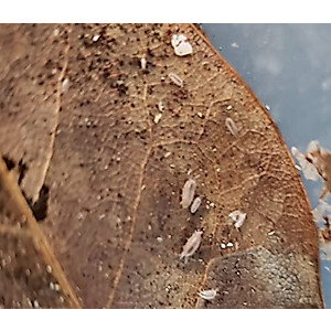 20 Dwarf Purple Isopods - Micropod- Trichoniscidae-Micropods, Clean Up Crew, Micropods, Terrarium, Vivarium