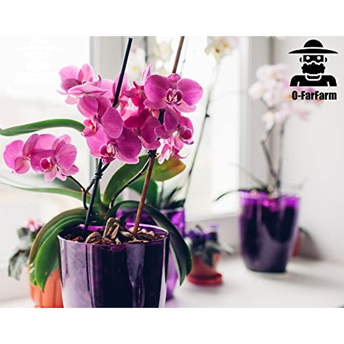 O-FarFarm Orchid Potting Mix 1 qt, Mixture of Orchid Bark, Perlite, Clay Pebble, and Sphagnum Moss, Premium Grade Recipe for Proper Root Development, Fits for Phalaenopsis, Cattleyas, Dendrobiums etc