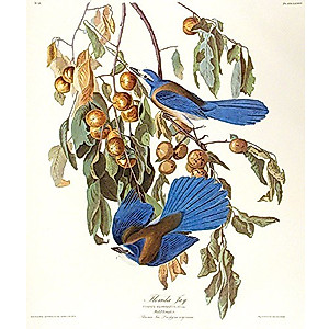 Florida Jay. From"The Birds of America" (Amsterdam Edition)