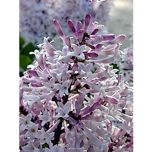 Miss Kim Manchurian Dwarf Lilac - Syringa - Outdoors/Bonsai - 4" Pot