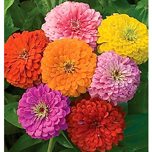 Burpee Giant Flowered Mixed Colors Zinnia Seeds 375 seeds