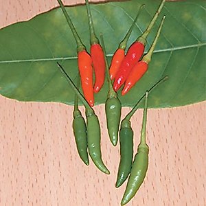 Pepper Seeds - Hot - Thai - Garden Bird - 500 Mg Packet ~90 Seeds - Non-GMO, Heirloom - Asian Garden Vegetable