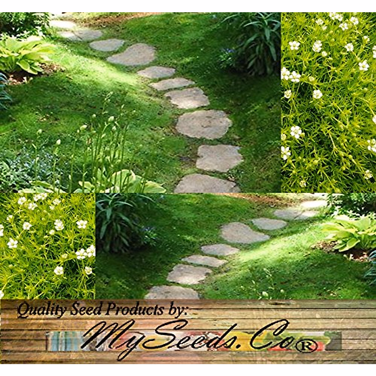 IRISH MOSS SEEDS, Sagina subulata, Heath Pearlwort, Perfect In Garden, Lawn Substitue or In-Between Stones, Groundcover Heath Pearlwort, Zones 4-10 - By MySeeds.Co (10000 Seeds)