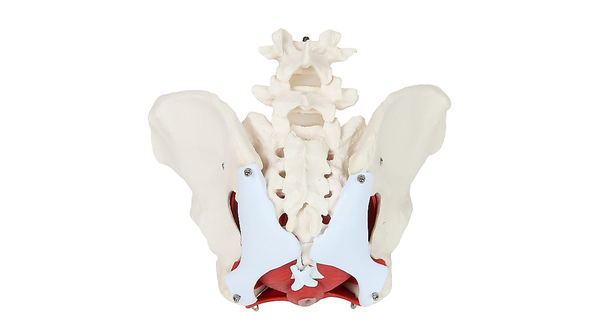 Female Pelvis Anatomy Model - Life-Size with Removable Organs | Axis ...