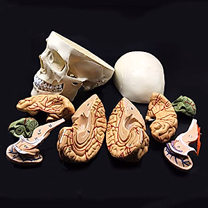XINDAM Human Skull with Brain Anatomical Model 8-Part Life-Size Anatomy for Science Classroom Study Display Teaching Medical Model
