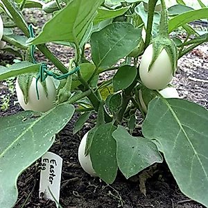 CHUXAY GARDEN 30 Seeds Easter Eggplant, Solanum Ovigerum,Ornamental Eggplant Fresh Vegetables Delicious Healthy Vegetable Gardening Gifts Great for Garden