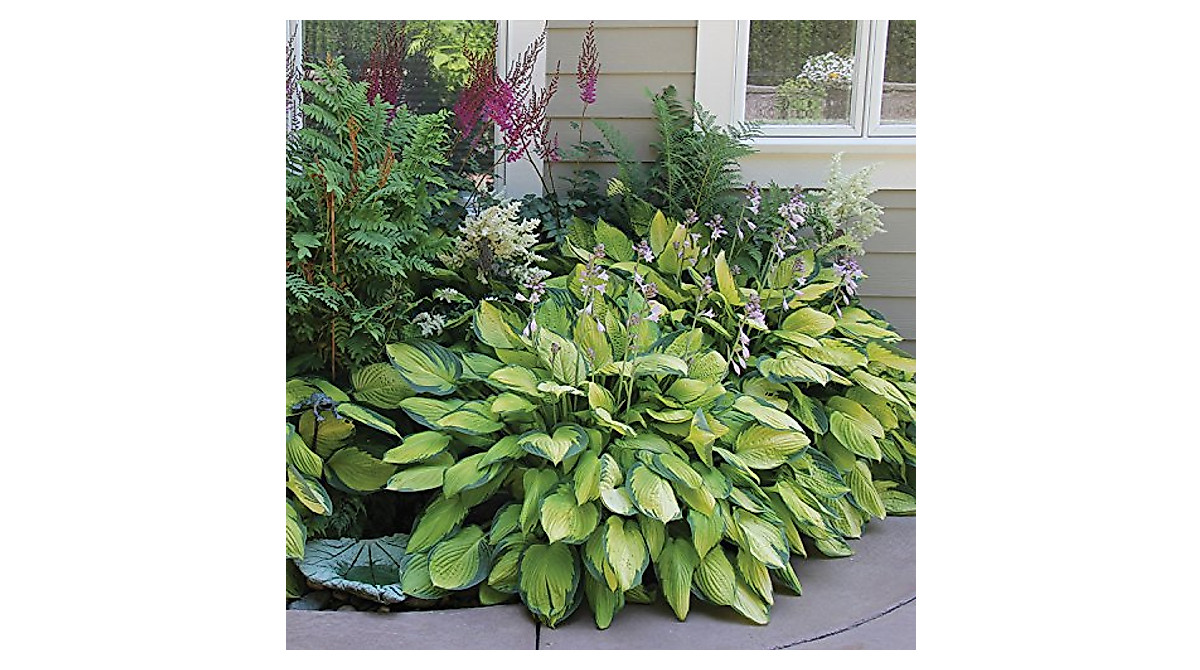 Hosta Perenial Mixed 9 Pack for Your Garden