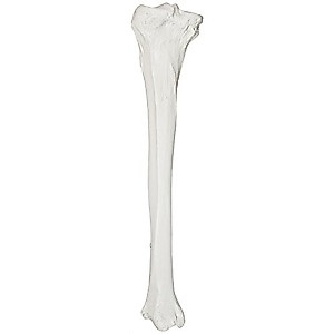 Axis Scientific Tibia Bone Model | Left | Cast from a Real Human Fibula Bone l Lower Leg Bone Model Has Realistic Texture and Important Bony Landmarks