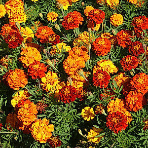 Outsidepride Tagetes Patula French Marigold Garden Flower Seed Mix - 1000 Seeds