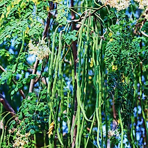 QAUZUY GARDEN 50 Moringa Plant Seeds Premium Horseradish Tree Miracle Tree Seeds - Fast-Growing & Drought Tolerant - Perennial Tropical Exotic Tree Seeds