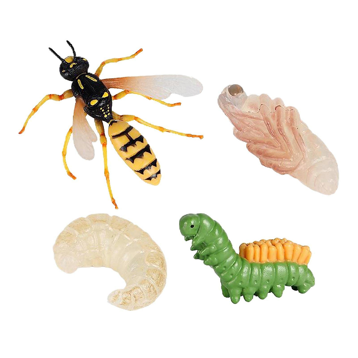 Colcolo 4Pieces Wasp Life Cycle Toy Figures Educational Children's Preschool Props