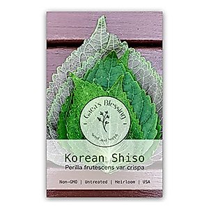 Gaea's Blessing Seeds - Korean Shiso Seeds (Perilla), Heirloom Non-GMO Seeds with Easy to Follow Planting Instructions, Korean Perilla, Open-Pollinated, 94% Germination Rate