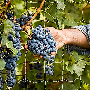 Hoople 5X15ft Garden Plant Trellis Netting Mesh Flexible String Net with Square Mesh for Climbing Plants, Vegetables, Fruits, and Flowers