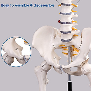 LYOU Human Skeleton Model, Medical Anatomical Skeleton Life Size 70.8 in with Rolling Stand for Anatomy Teaching and Studying, Colorful Poster Includes
