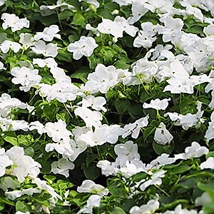 Outsidepride Vinca Periwinkle White Garden Flower, Ground Cover, & Container Plants - 4000 Seeds