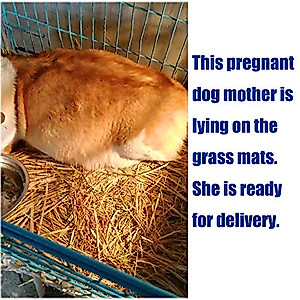 Grass Mat Woven Bed Mat for Small Animal 5 Grass Mats Bunny Bedding Nest Chew Toy Bed Play Toy for Guinea Pig Parrot Rabbit Bunny Hamster Rat