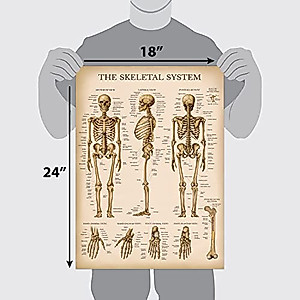 Palace Learning Vintage Muscular & Skeletal System Anatomical Chart Set - Human Skeleton & Muscle Anatomy Posters (LAMINATED, 18" x 24")