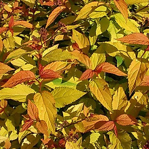 Gold Flame Spirea - 1 Gallon Trade Pot, 1'ft Tall, Established Potted Plant, Spiraea x bumalda, Established Healthy Roots, Fast Growing Tree