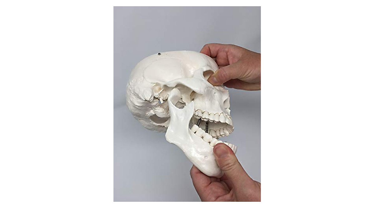 Life Sized Anatomical Skull Model - Perfect Study Aid