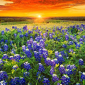 Outsidepride Perennial Texas Bluebonnet Wild Flowers - 500 Seeds