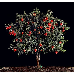 Pomegranate Tree Seeds for Planting, 30+ Fruit Tree Seeds, Tall & Beautiful Tree, (Isla's Garden Seeds), 85% Germination Rates, Great Home Garden Gift