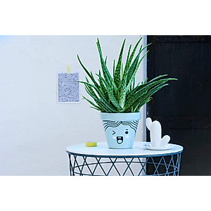 Edding 750 Paint Marker - Assorted (Pack of 10)