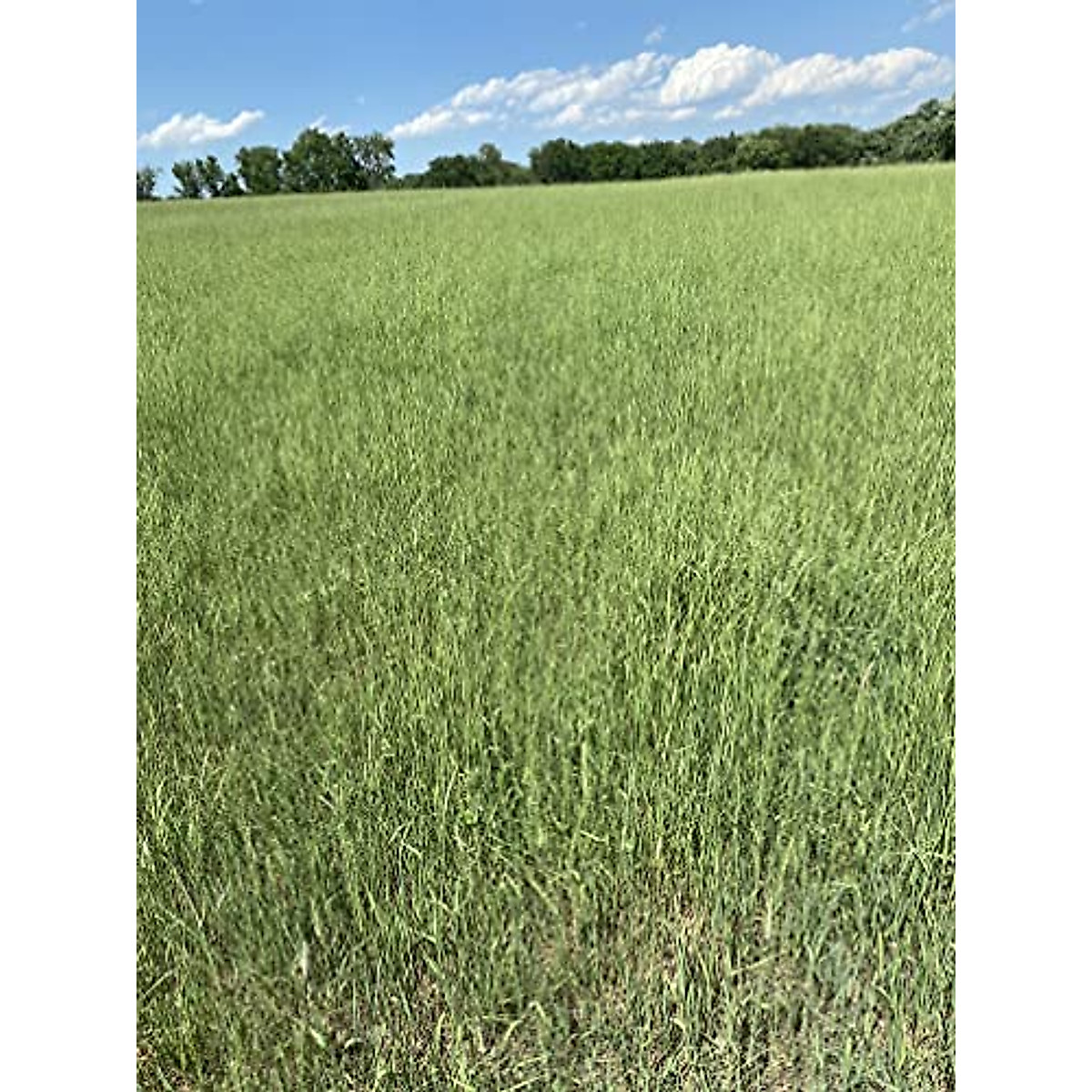 FPS Fox Peak Timothy Hay Rabbits, Guinea Pigs, Chinchilla Food (10+ lb.)