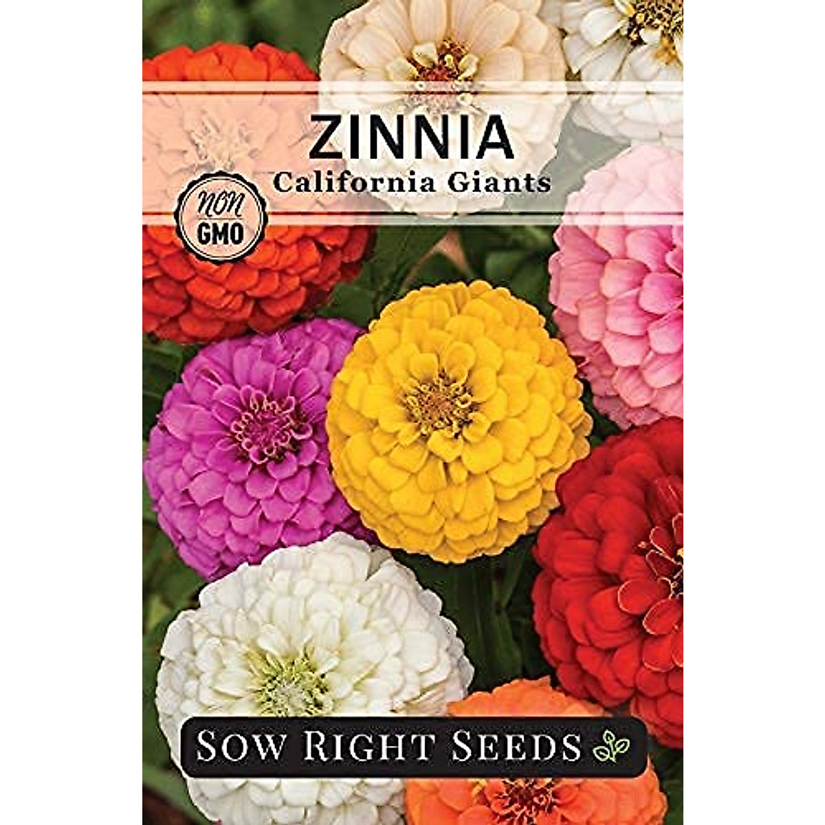 Sow Right Seeds - Zinnia Flower Seeds Collection - Five packets - Luminosa, Canary Bird, California Giants, Envy, and Thumbelina - Full instructions for planting - Wonderful gardening gifts