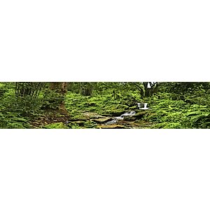 Reptile Habitat Background; Rain Forest with Stream, for 36Lx18Wx18H Terrarium, 3-Sided Wraparound