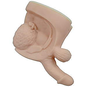 INTBUYING Education Model Male and Female Anatomy Teach Set Model Internal and External Genital Anatomy Model and Urinary Mold