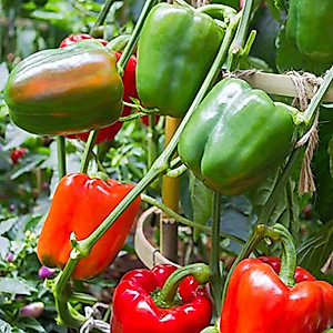 100+ Rainbow Blend Sweet Bell Pepper Seeds for Planting