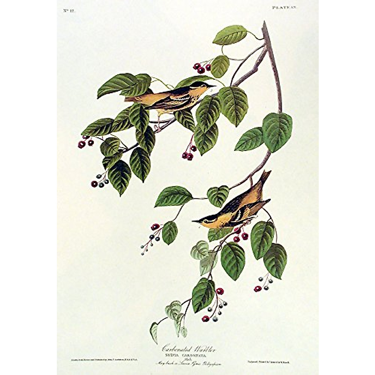 Carbonated Warbler. From"The Birds of America" (Amsterdam Edition)