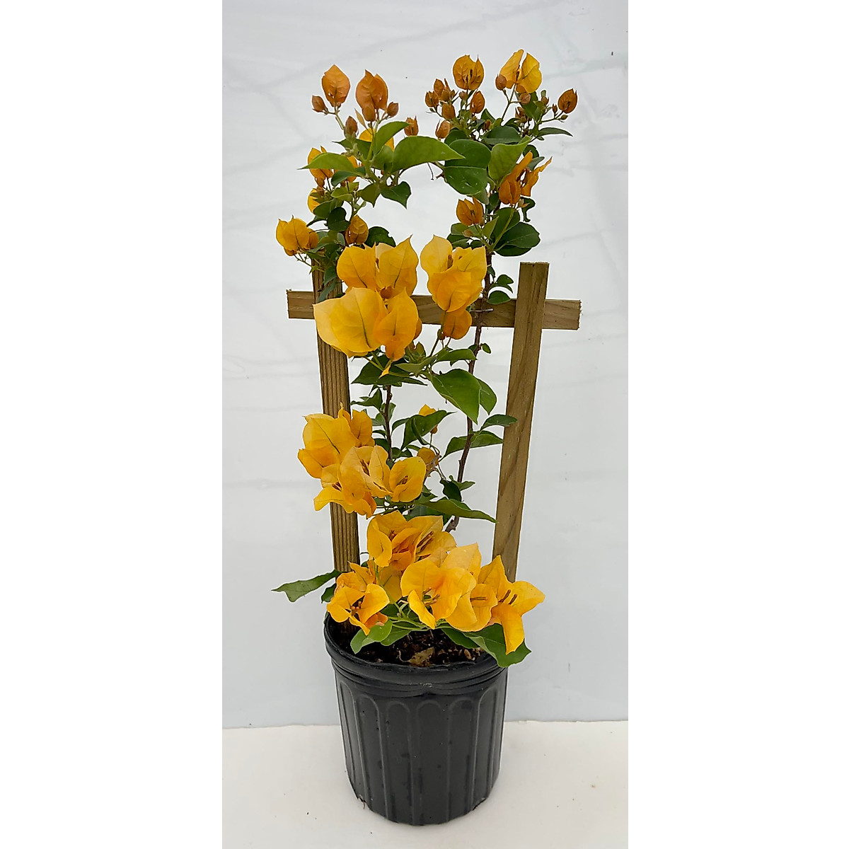 Live Plant Bougainvillea Vine Plant Assorted Colors 6" Pot with Trellis