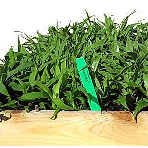 Pineapple Plants "White Jade" Includes Four (4) Plants