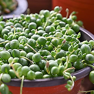 4" String of Pearls, Live Trailing Succulent Fully Rooted in Pots with Soil Mix, Rare House Plant for Home Office Wedding Hanging Decoration, DIY Projects, Party Favor Gift