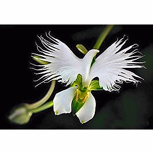 1358-White Dove/Egret Flower (Pecteilis,Habenaria radiata) Seeds by Robsrareandgiantseeds UPC0764425788737 Non-GMO,Organic,USA Grower,Historic plants,Showy,Bonsai,Exotic,Orchid,1358 Package of 5 Seeds
