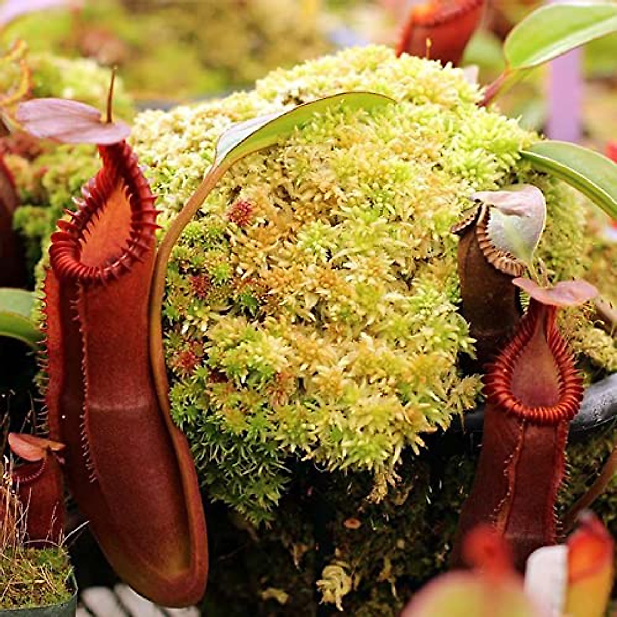 Sphagnum Moss Potting Mix Soil for Carnivorous Plants, Potting Orchid, Sarracenia, Pitcher Plants, and More, All Natural (1 Qt)