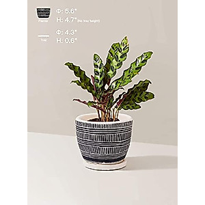 LE TAUCI Cement Planters Pots for Indoor Plants, 5.5 Inch Boho Plant Pots with Drainage Holes & Saucers, Decorative Succulent Pots Indoor, Bonsai Pots, Unglazed, Set of 2